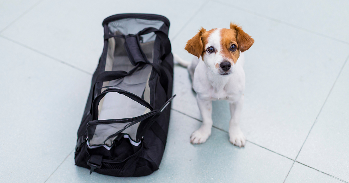 Pet & Vehicle Return with Travel Insurance